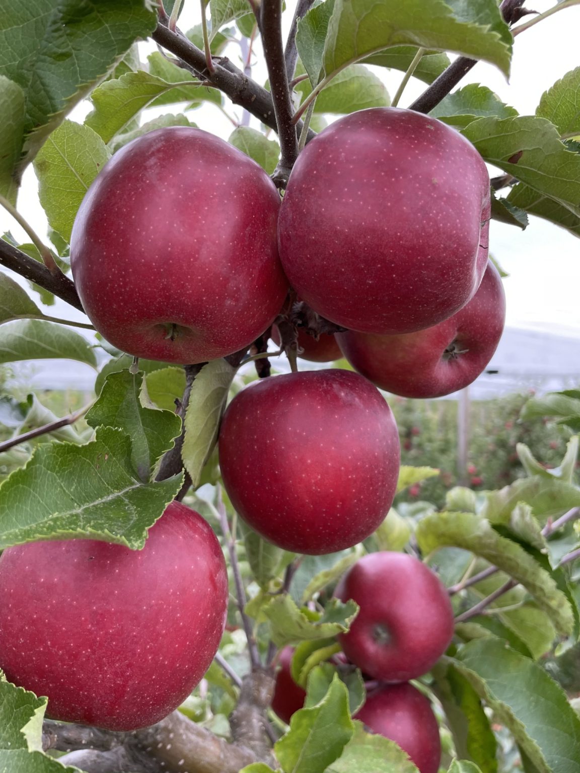 Unser Obst – Obsthof Küpper