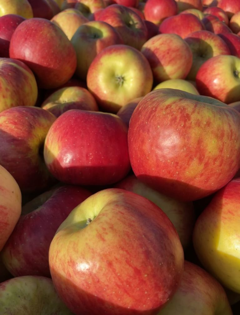 Unser Obst – Obsthof Küpper