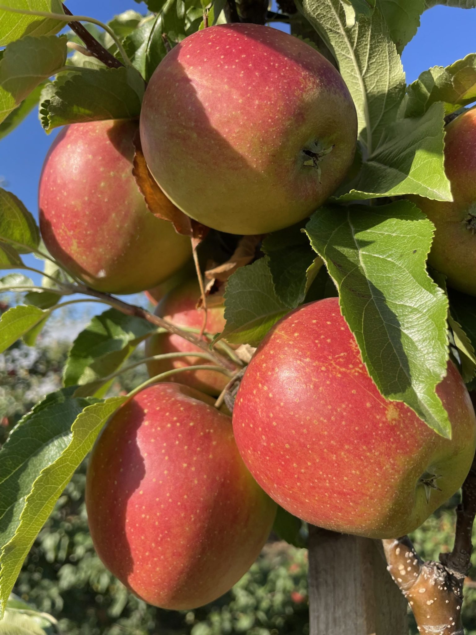 Unser Obst – Obsthof Küpper
